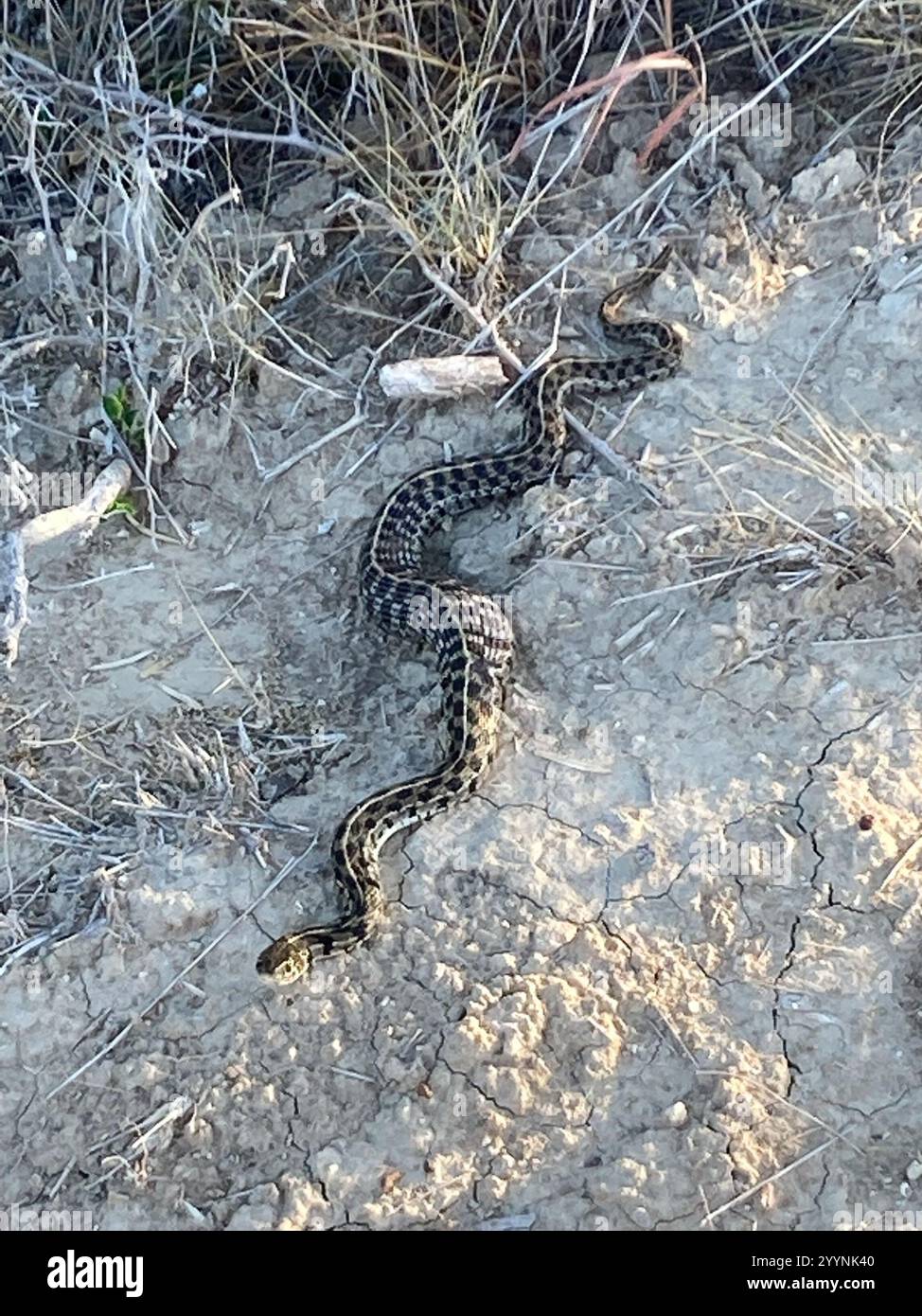 Checkered Garter Snake (Thamnophis marcianus Stock Photo - Alamy