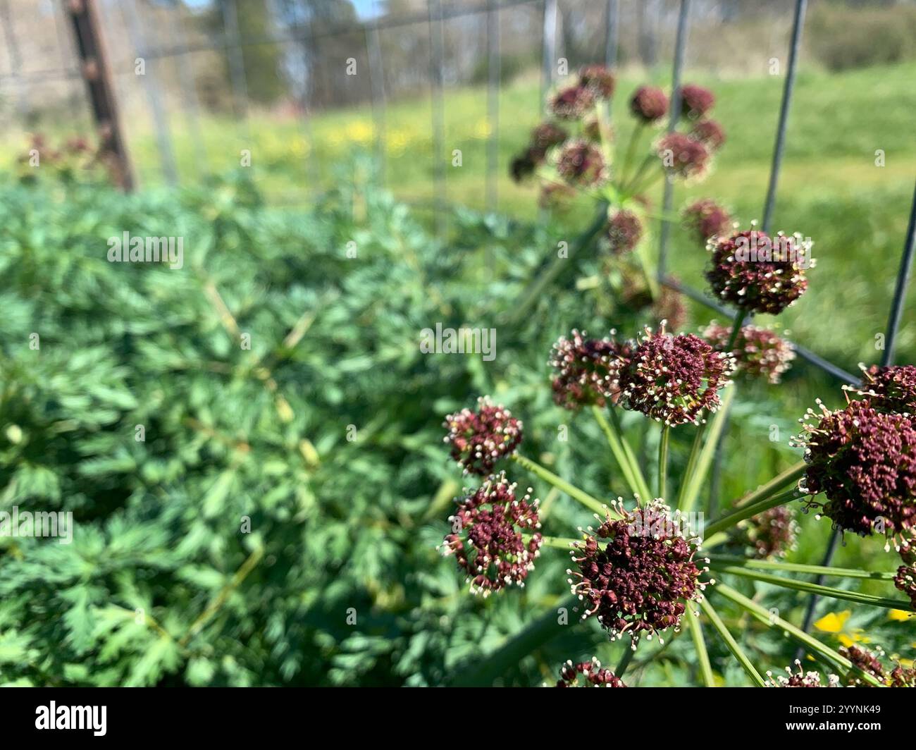Fernleaf Biscuitroot (Lomatium dissectum Stock Photo - Alamy