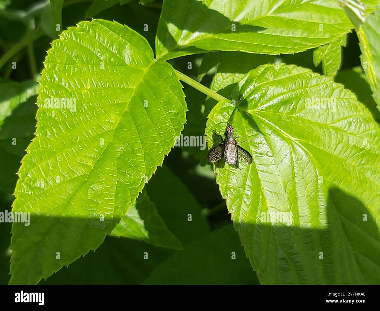 Sieve-winged Snailkiller (Coremacera marginata Stock Photo - Alamy