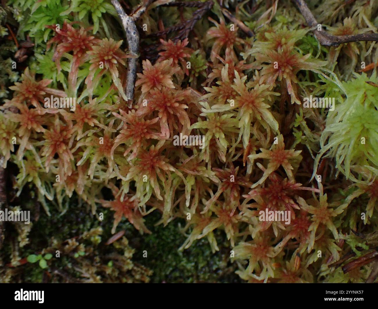 Lustrous Bog-moss (Sphagnum subnitens Stock Photo - Alamy