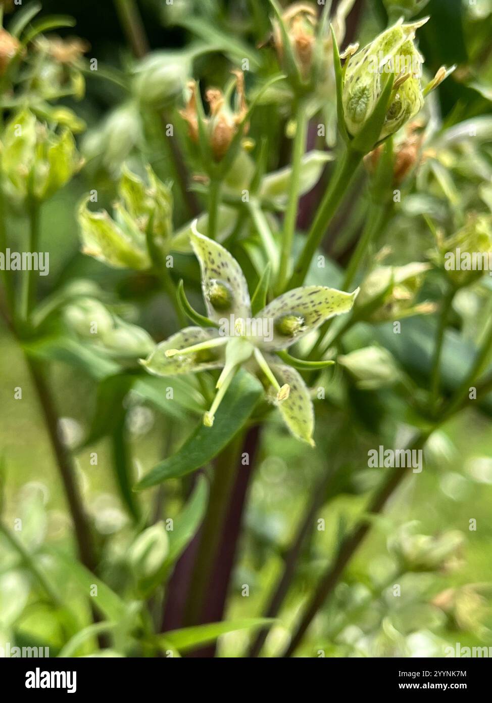 American columbo (Frasera caroliniensis Stock Photo - Alamy