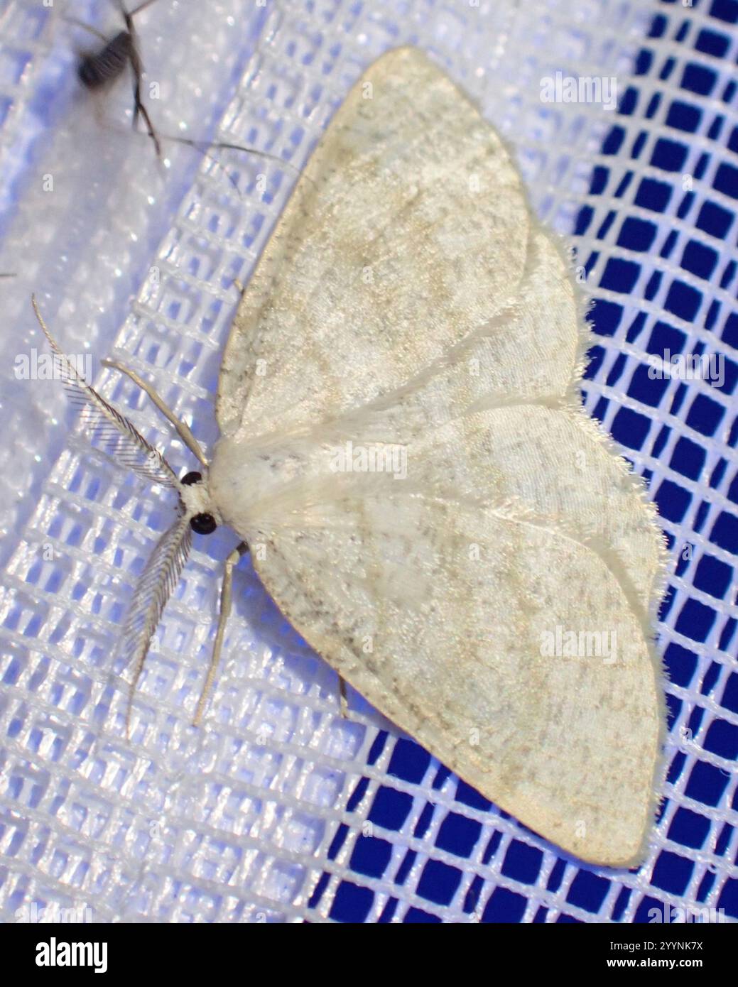 Northern Wave Moth (Cabera exanthemata Stock Photo - Alamy