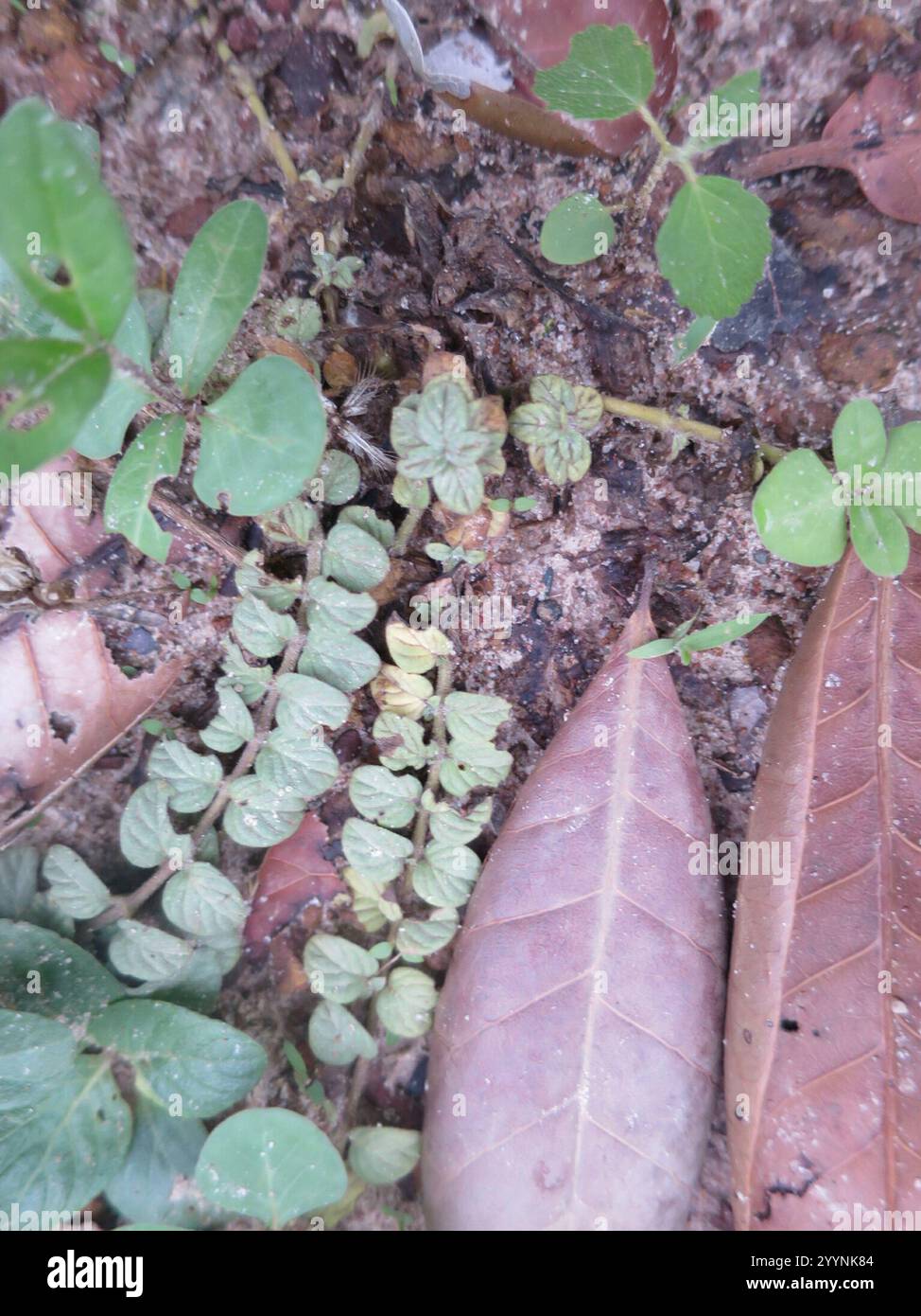 Nelsonia canescens hi-res stock photography and images - Alamy