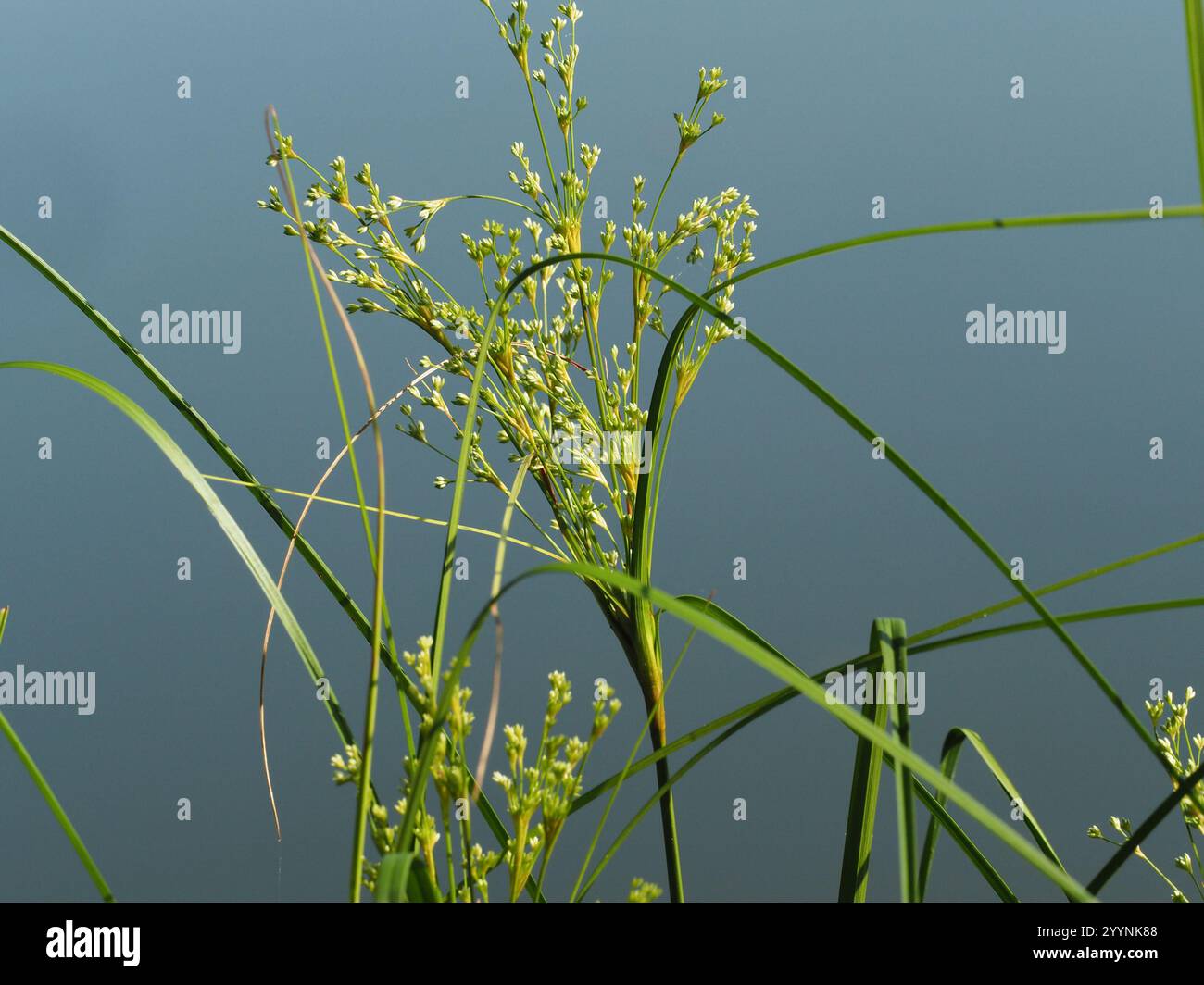 woolgrass (Scirpus cyperinus Stock Photo - Alamy