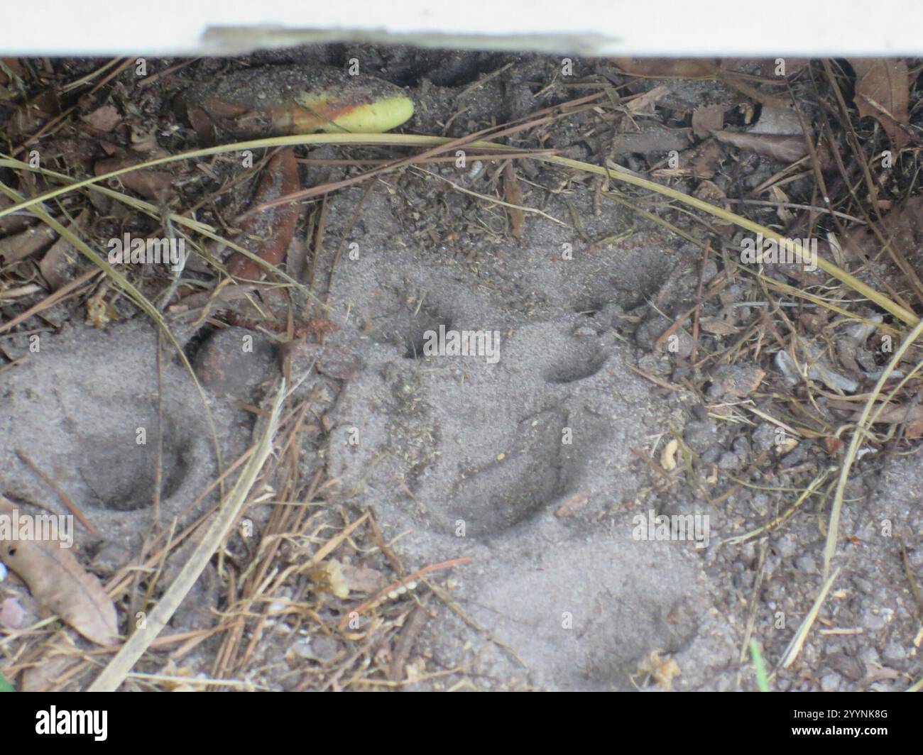 Pit-trapping Antlions (Myrmeleontini Stock Photo - Alamy