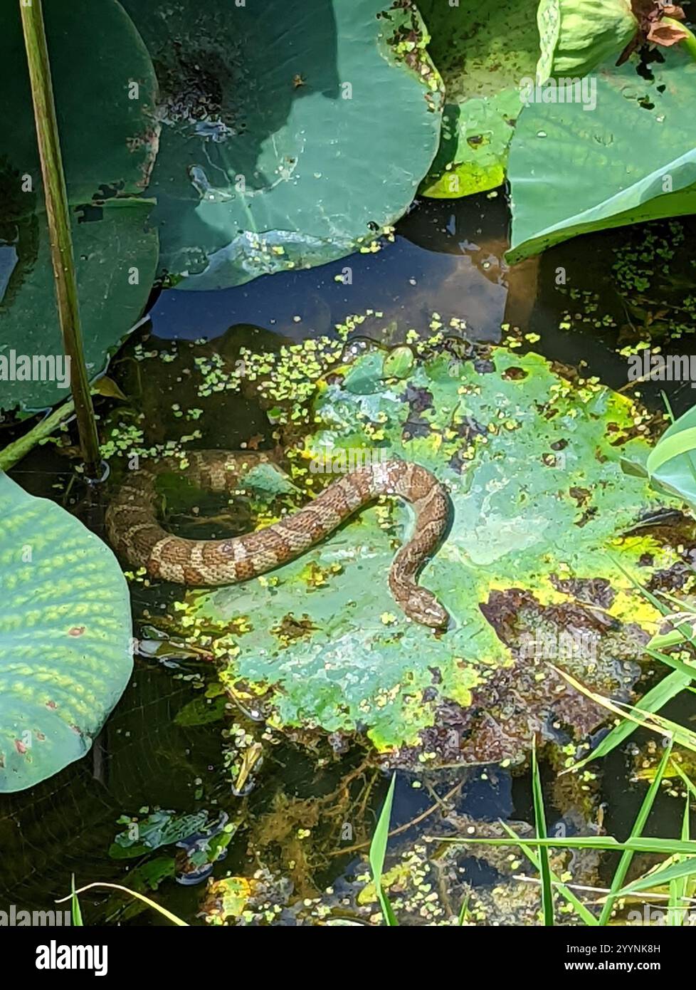 Common Watersnake (Nerodia sipedon Stock Photo - Alamy