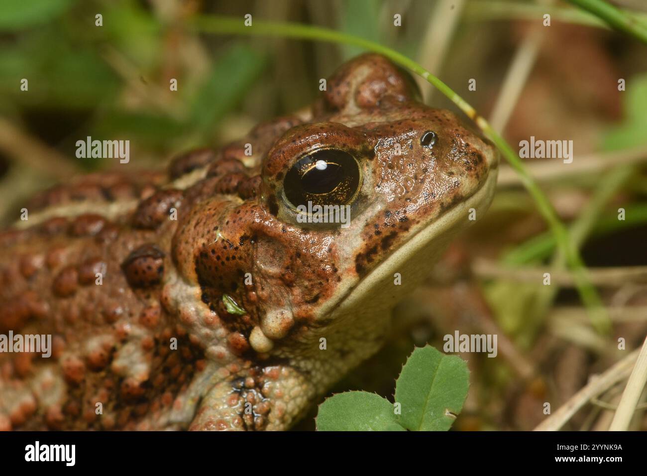 Western Toad (Anaxyrus boreas Stock Photo - Alamy