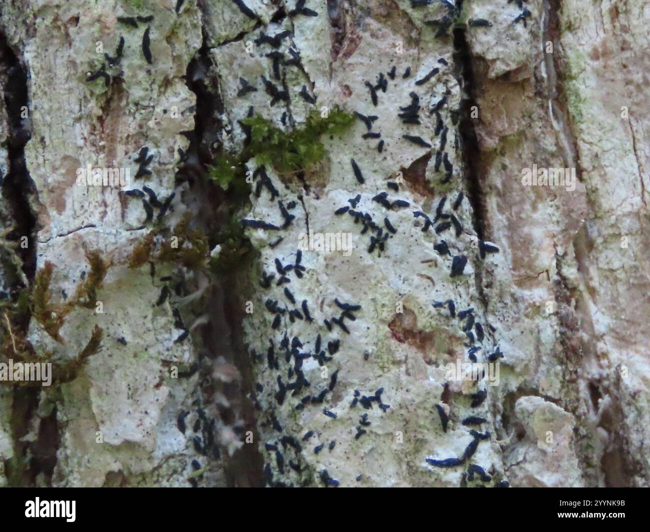 Common Script Lichen (Graphis scripta Stock Photo - Alamy