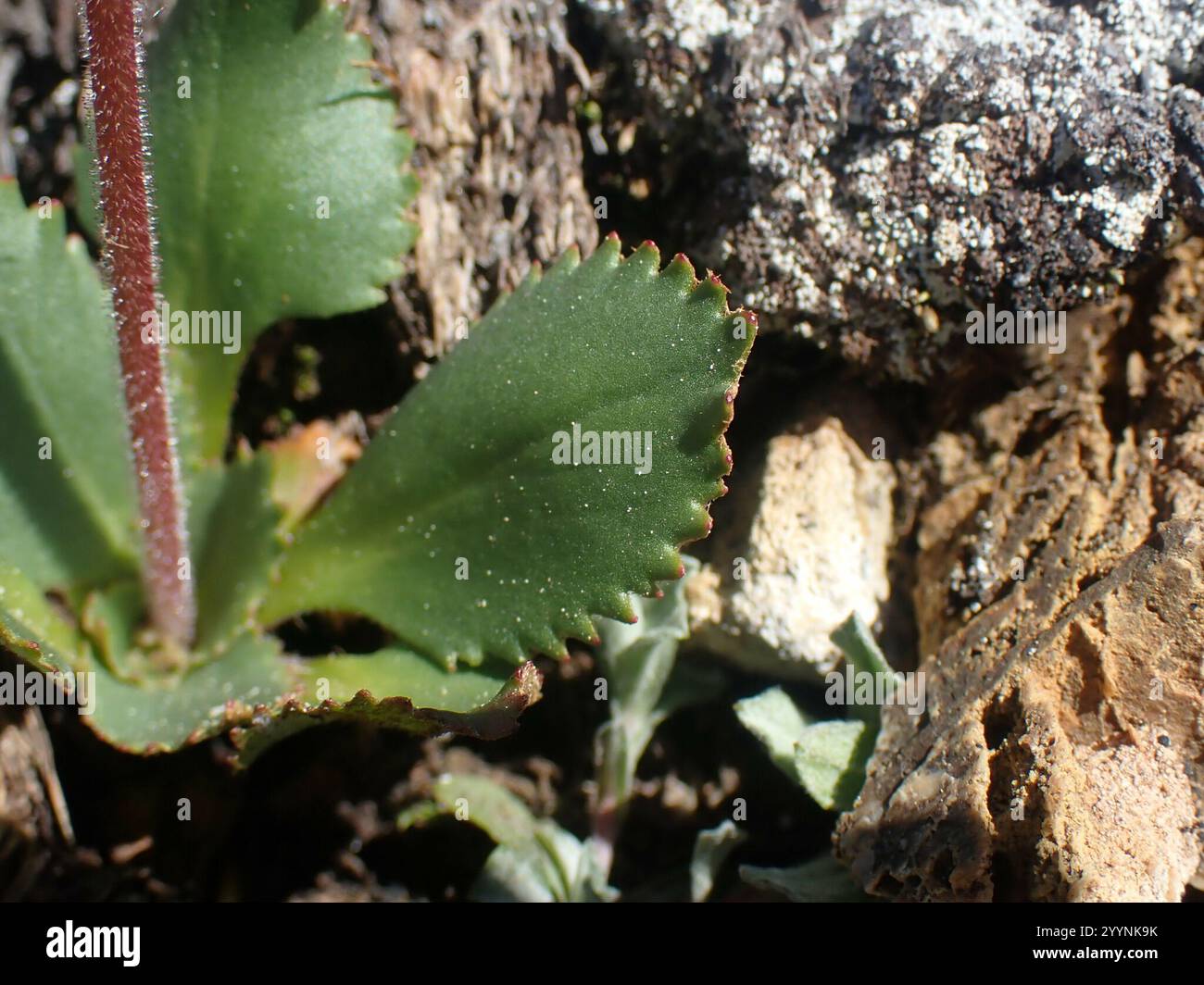 Western Saxifrage (Micranthes occidentalis Stock Photo - Alamy