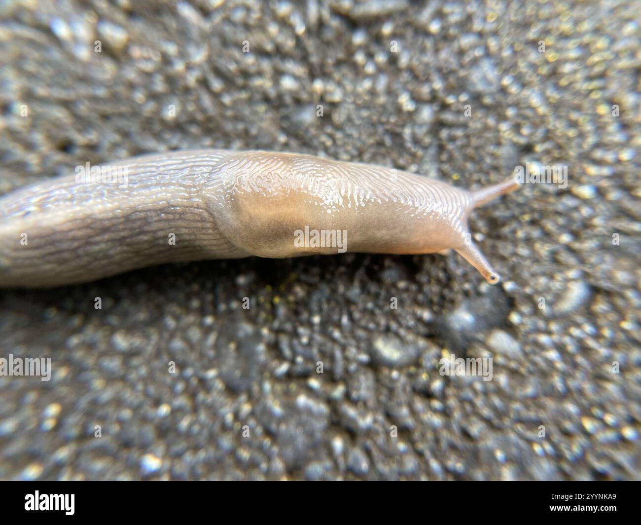Tree slug (Lehmannia marginata Stock Photo - Alamy