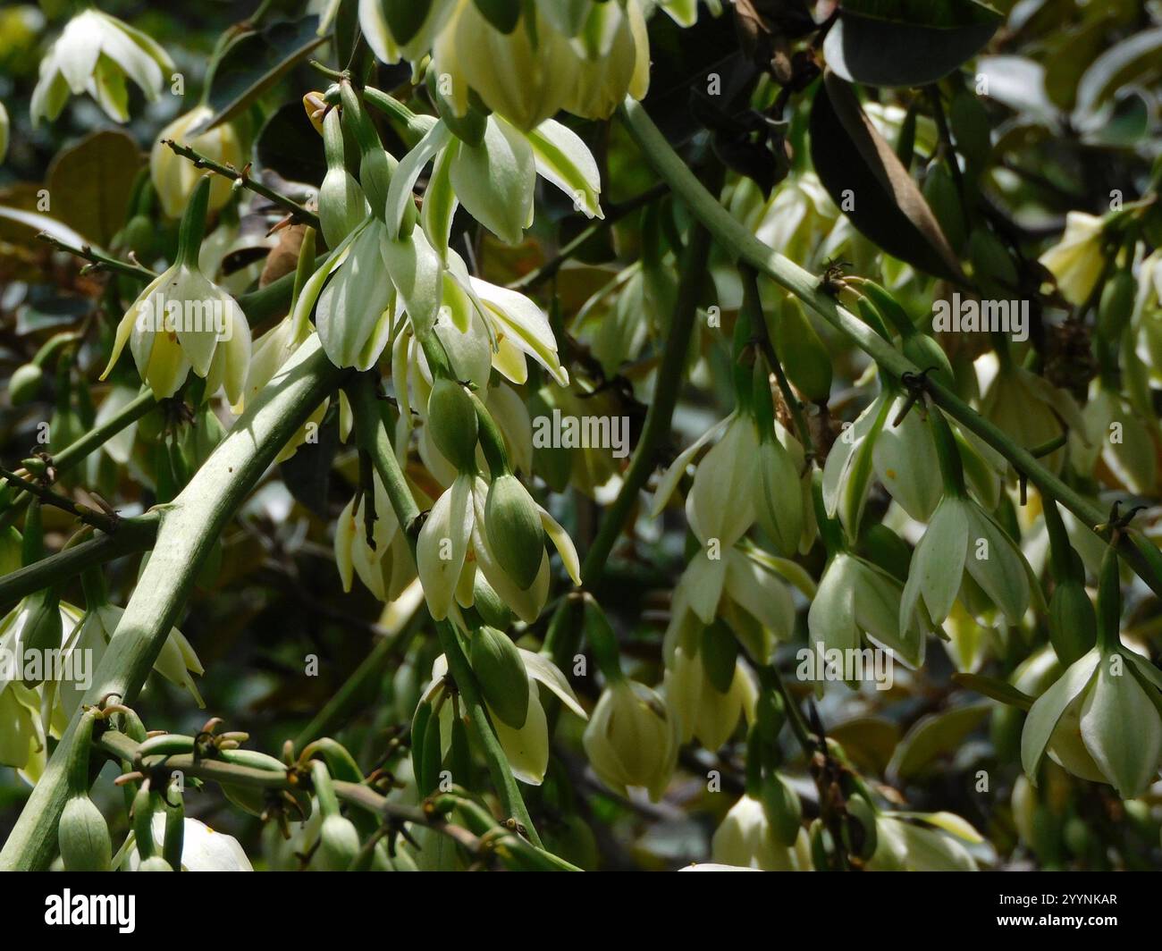 Century plant subfamily (Agavoideae Stock Photo - Alamy