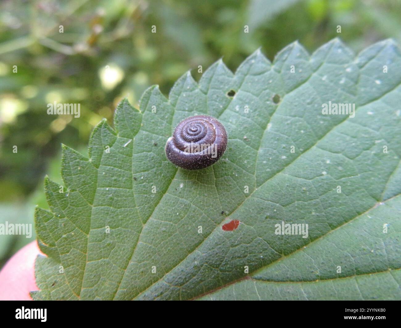 Hairy Snail (Trochulus hispidus Stock Photo - Alamy