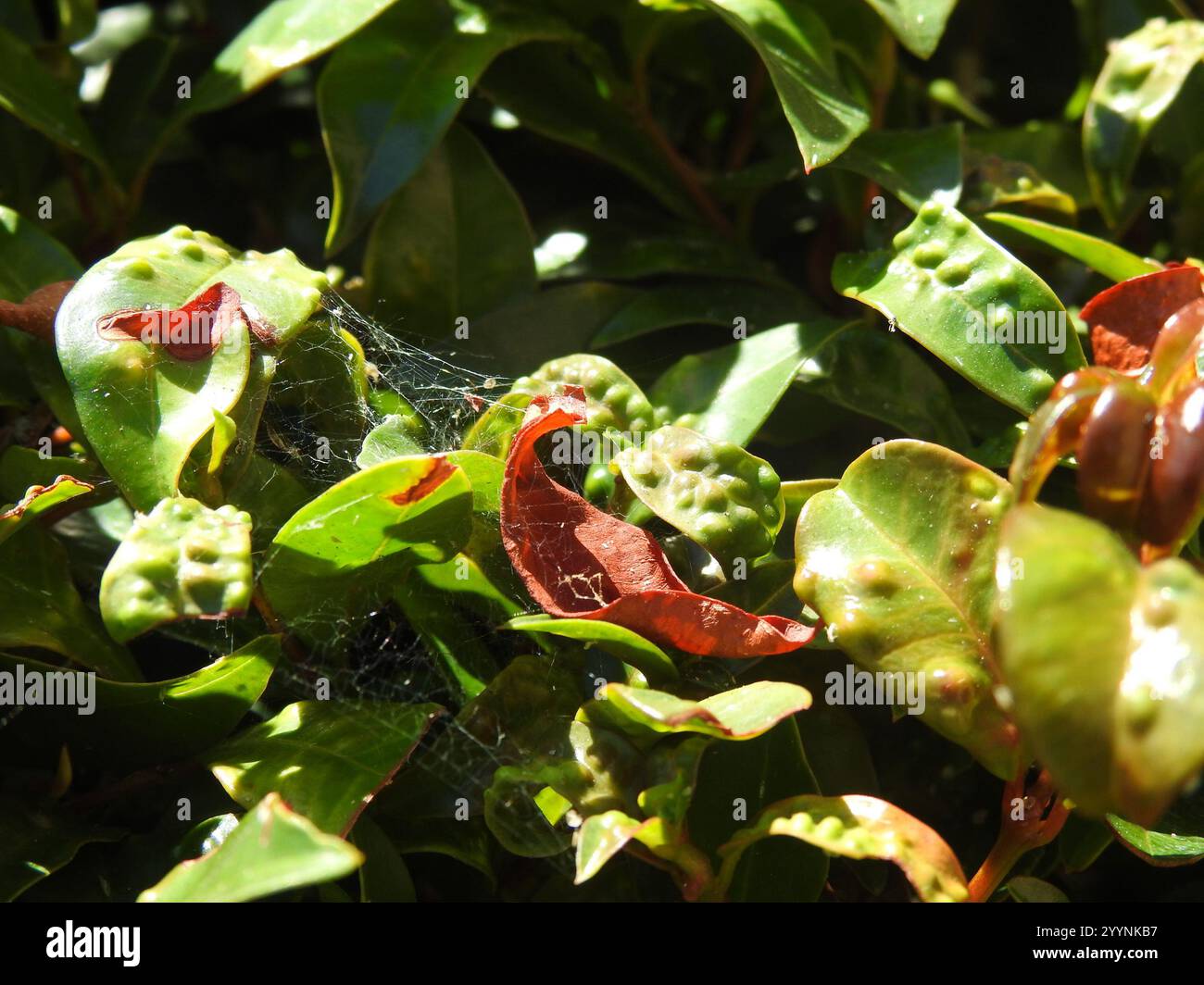 Syzygium Leaf Psyllid (Trioza adventicia Stock Photo - Alamy