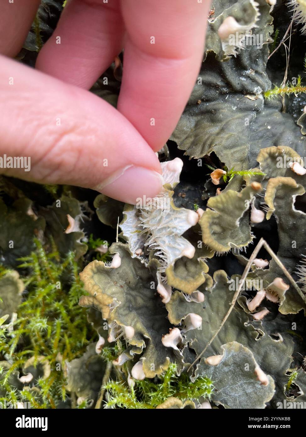 membranous pelt lichen (Peltigera membranacea Stock Photo - Alamy