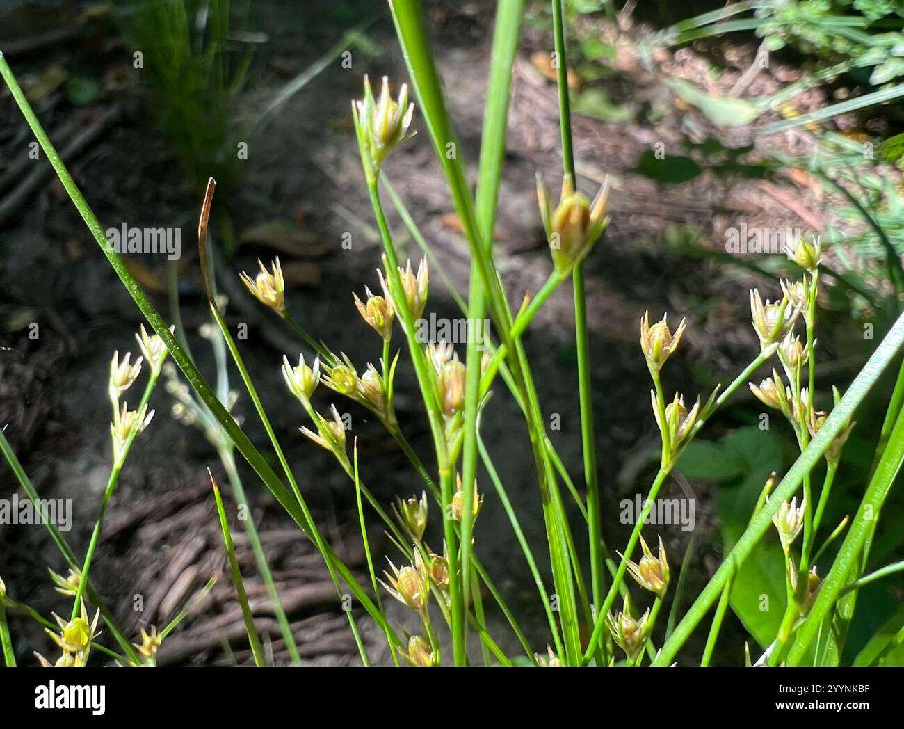 Slender Path Rush (Juncus tenuis Stock Photo - Alamy