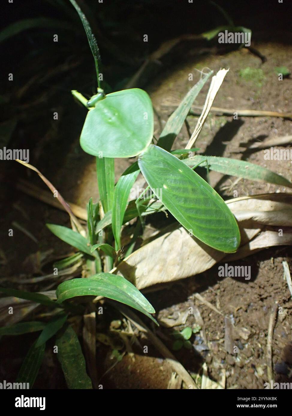 Peruvian Shield Mantis (Choeradodis rhombicollis Stock Photo - Alamy