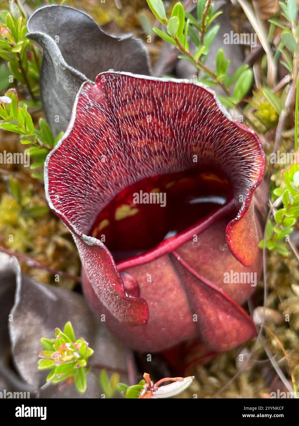 purple pitcher plant (Sarracenia purpurea Stock Photo - Alamy