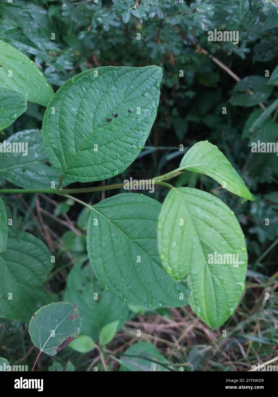 Round-leaved Dogwood (Cornus rugosa Stock Photo - Alamy