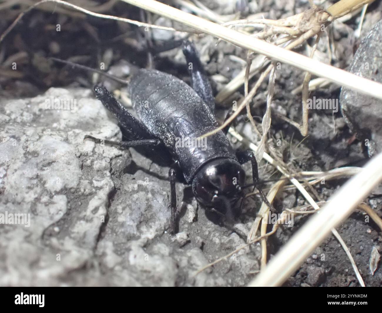 Fall Field Cricket (Gryllus pennsylvanicus Stock Photo - Alamy