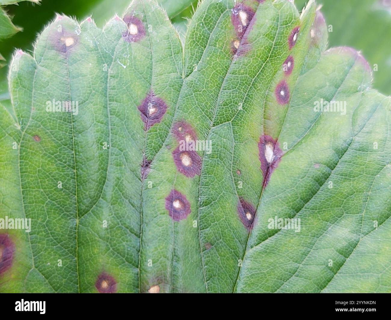 Common Strawberry Spot (Ramularia grevilleana Stock Photo - Alamy