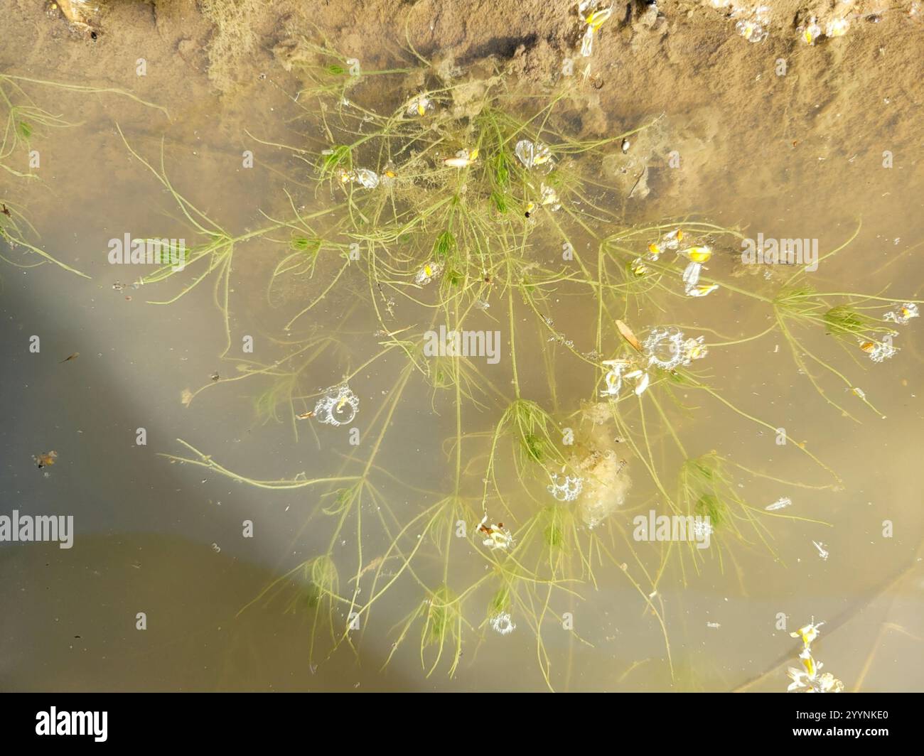 Chara vulgaris hi-res stock photography and images - Alamy