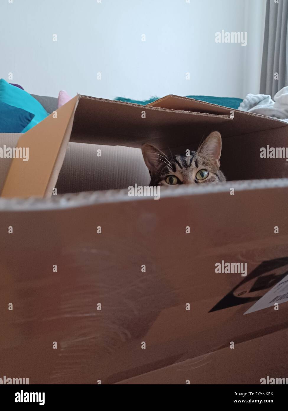 Cat peeking hi-res stock photography and images - Alamy