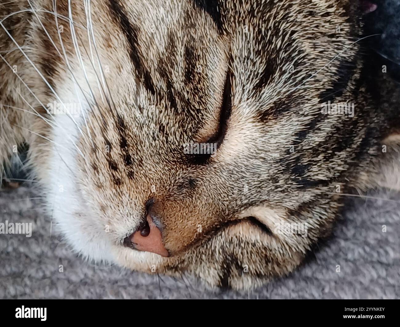 Tabby cat sleeping Stock Photo - Alamy