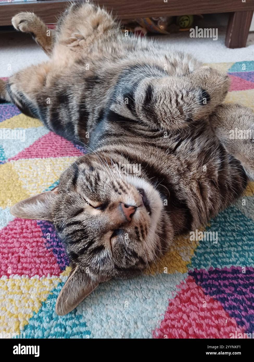 Happy tabby feline hi-res stock photography and images - Alamy