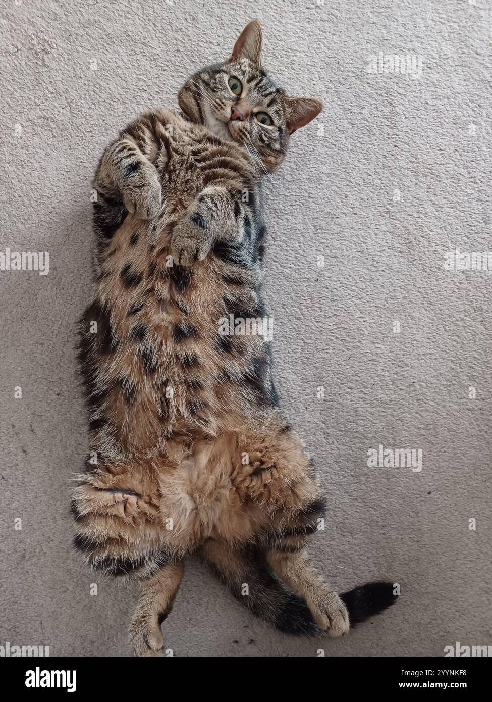Tabby cat laying on back Stock Photo - Alamy