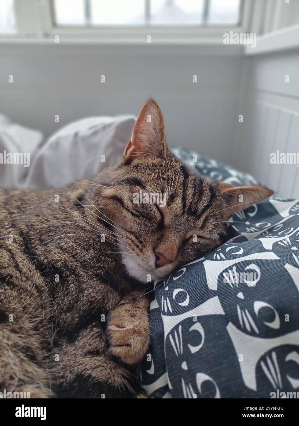 Happy tabby feline hi-res stock photography and images - Alamy