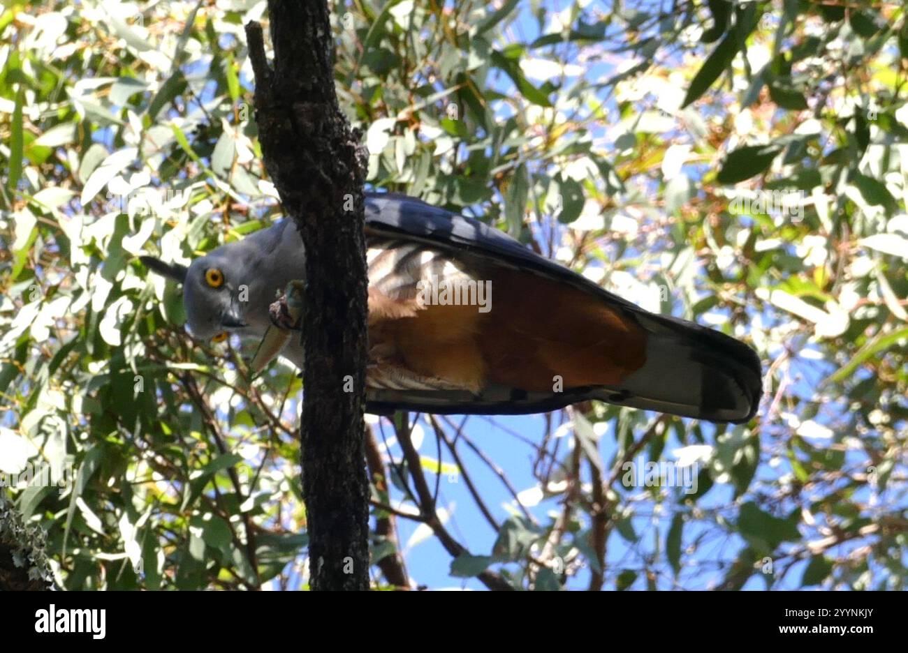 Pacific Baza (Aviceda subcristata Stock Photo - Alamy