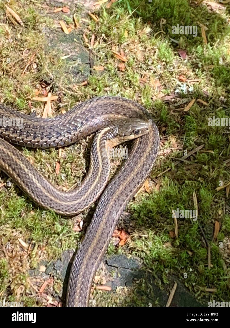 Northwestern Garter Snake (Thamnophis ordinoides Stock Photo - Alamy