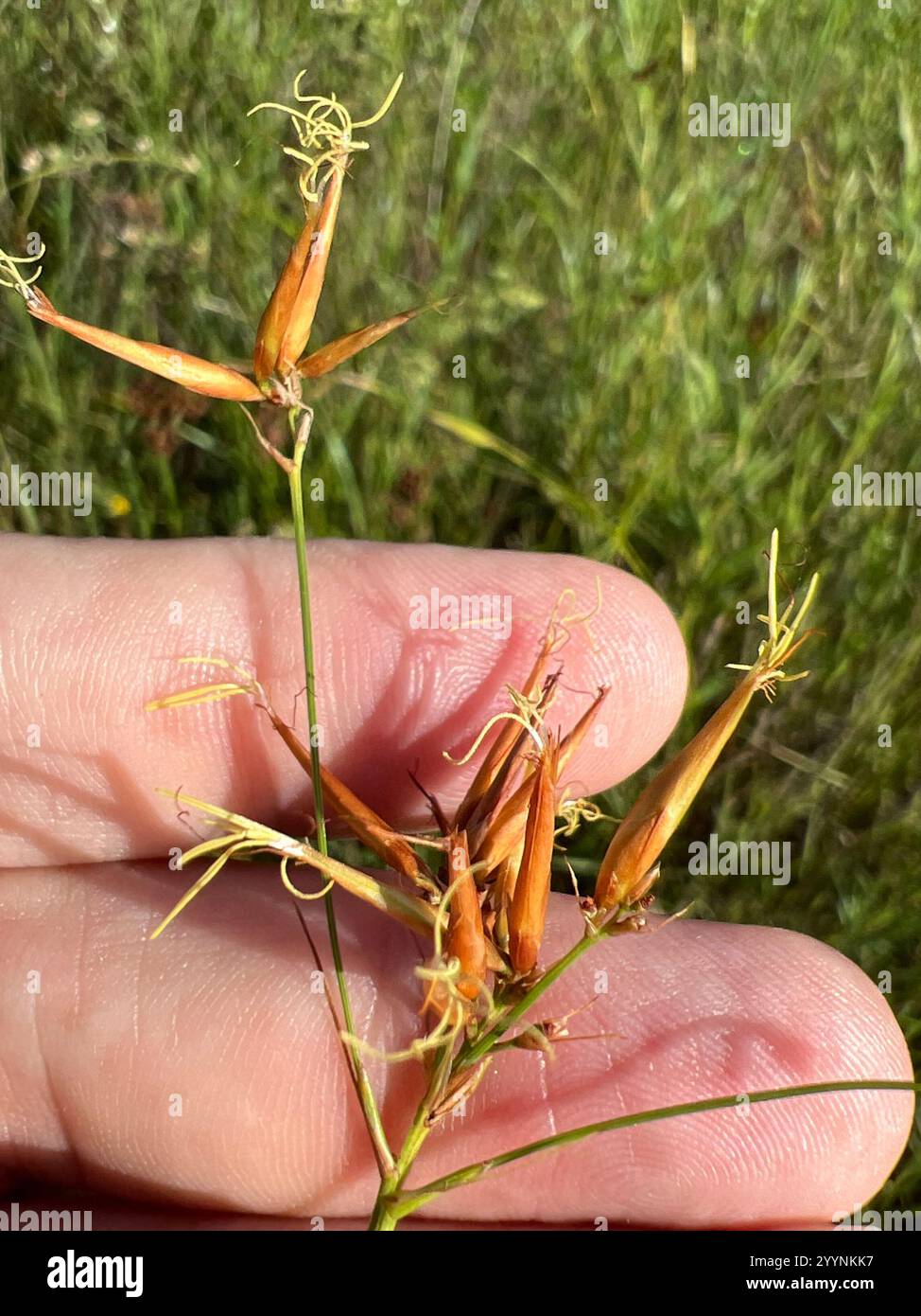 short-bristled horned beaksedge (Rhynchospora corniculata Stock Photo ...