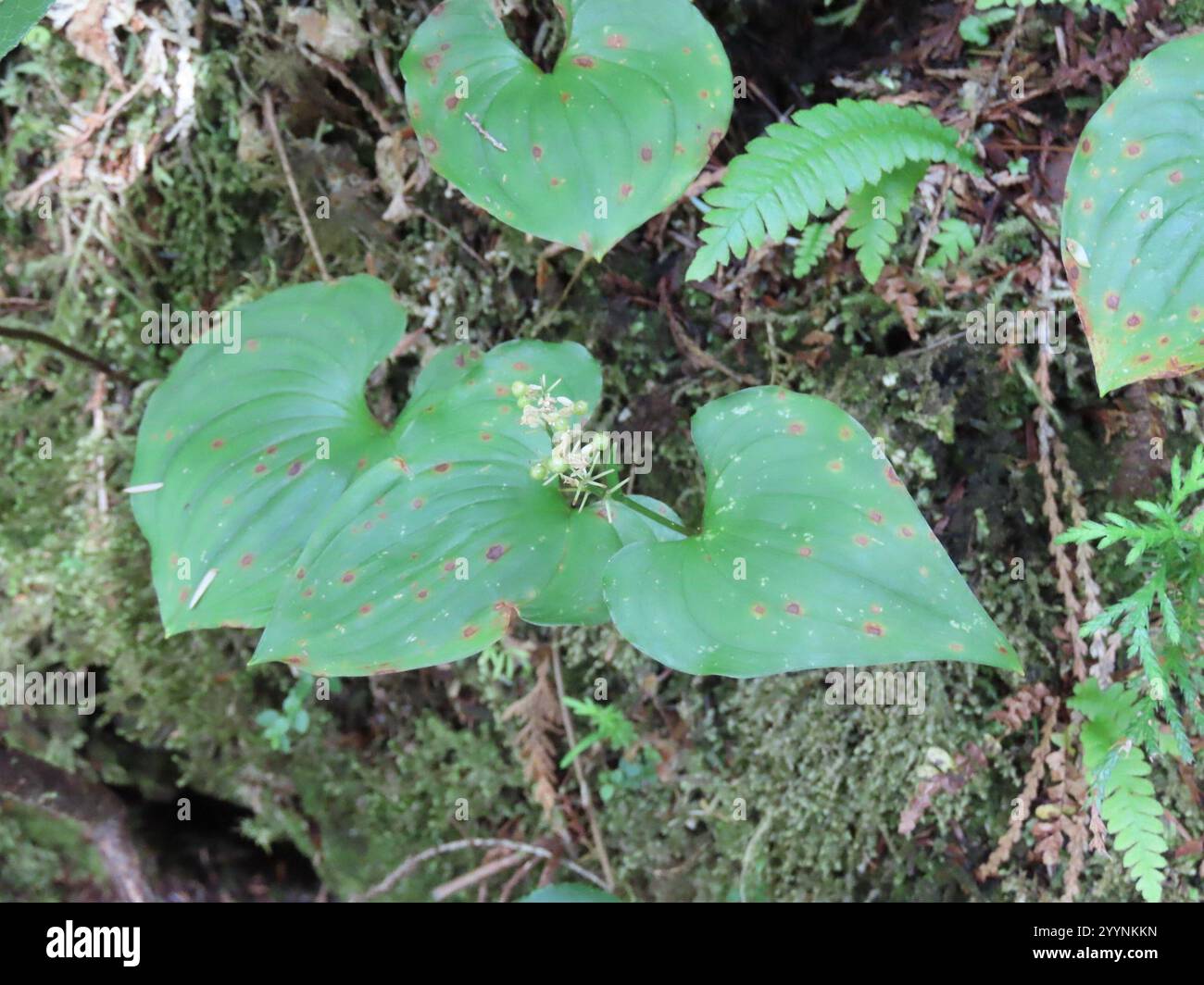 Western Lily of the Valley (Maianthemum dilatatum Stock Photo - Alamy