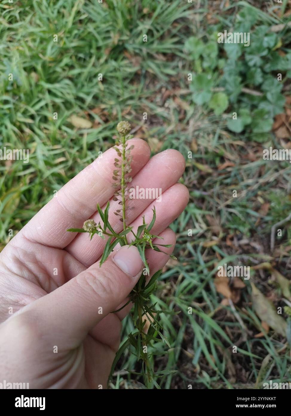 African Pepperwort (Lepidium africanum Stock Photo - Alamy