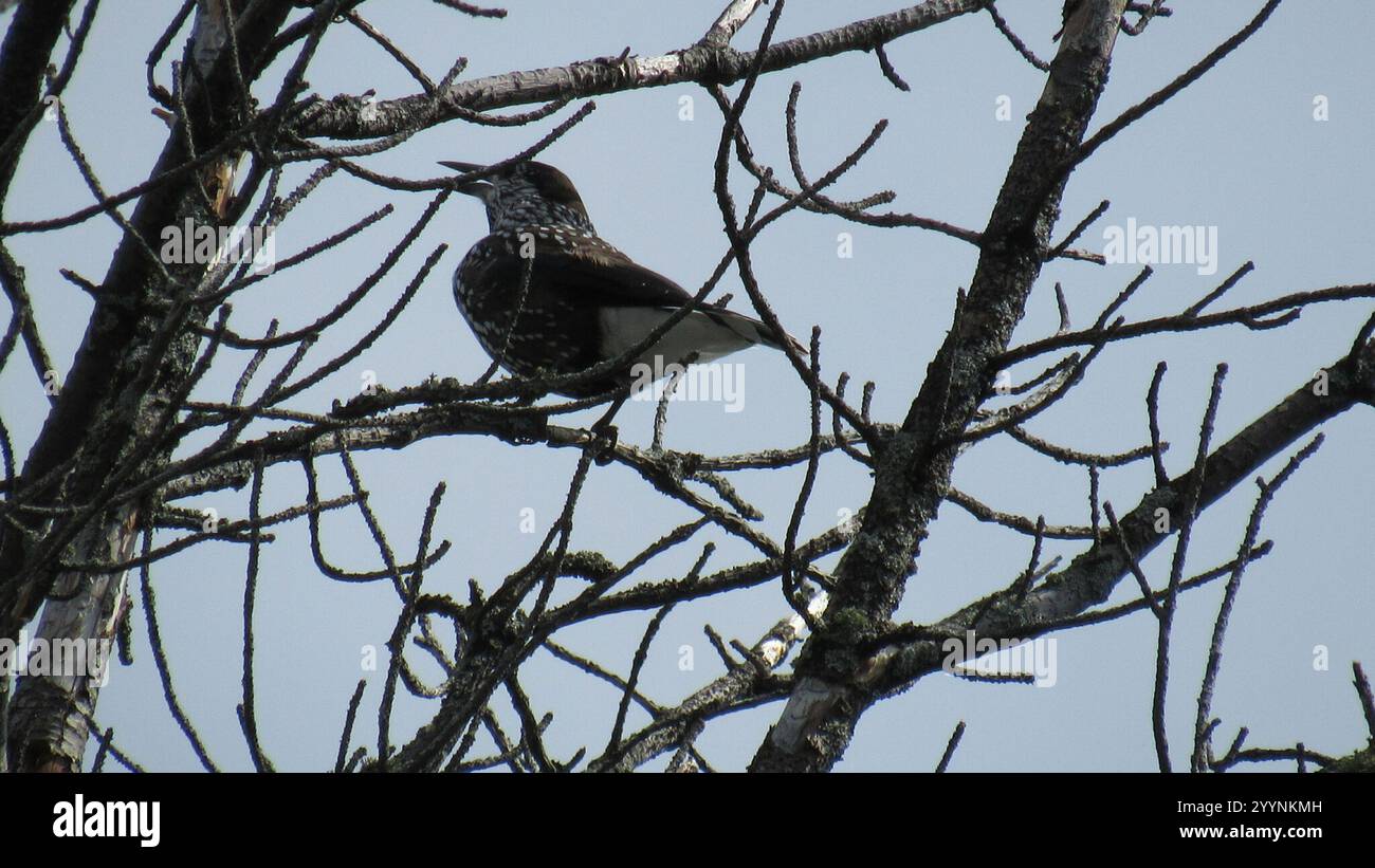 Northern Nutcracker (Nucifraga caryocatactes Stock Photo - Alamy