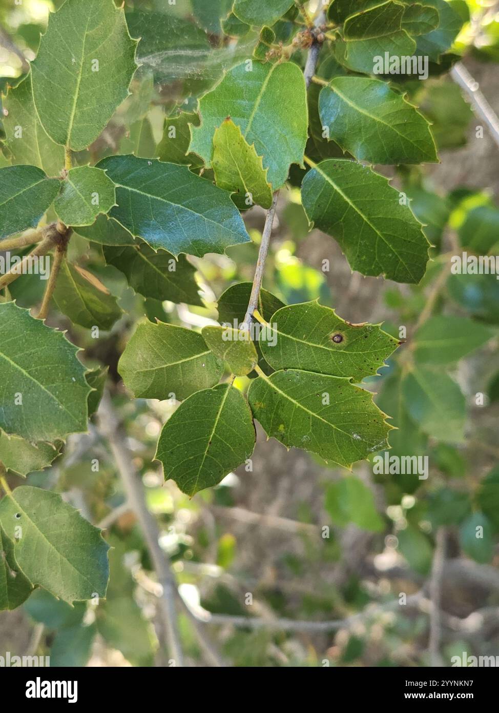 canyon live oak (Quercus chrysolepis Stock Photo - Alamy