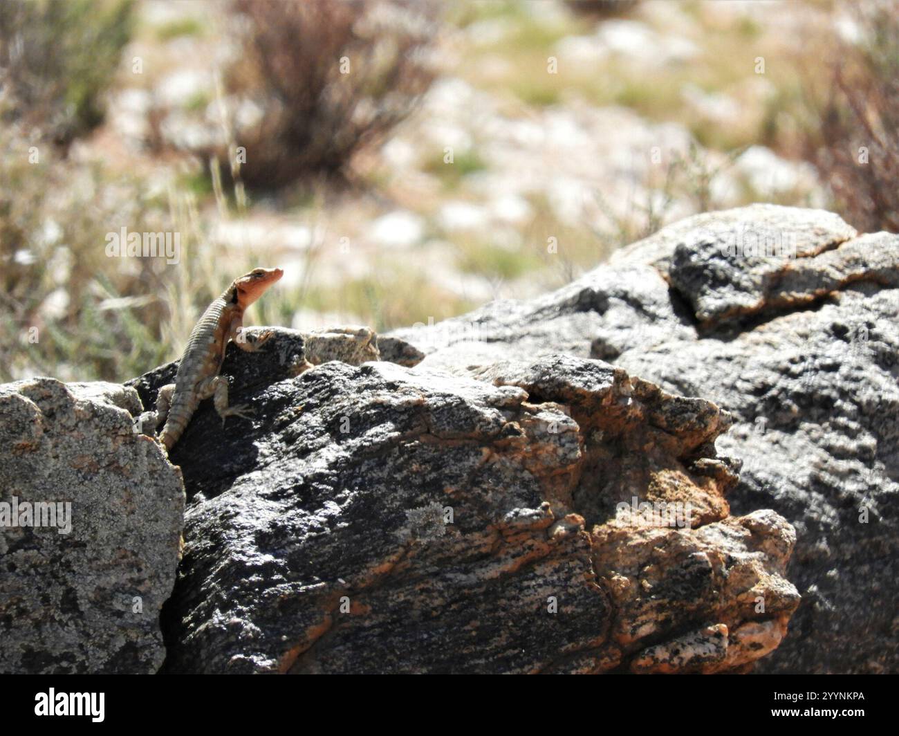 Karoo Girdled Lizard (Karusasaurus polyzonus Stock Photo - Alamy
