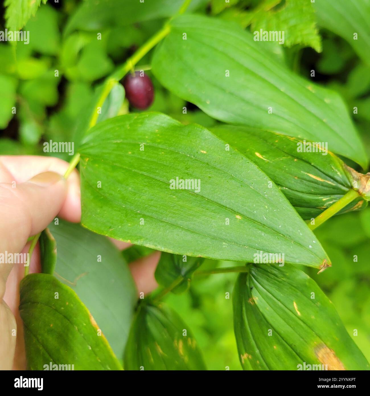 white twisted-stalk (Streptopus amplexifolius Stock Photo - Alamy