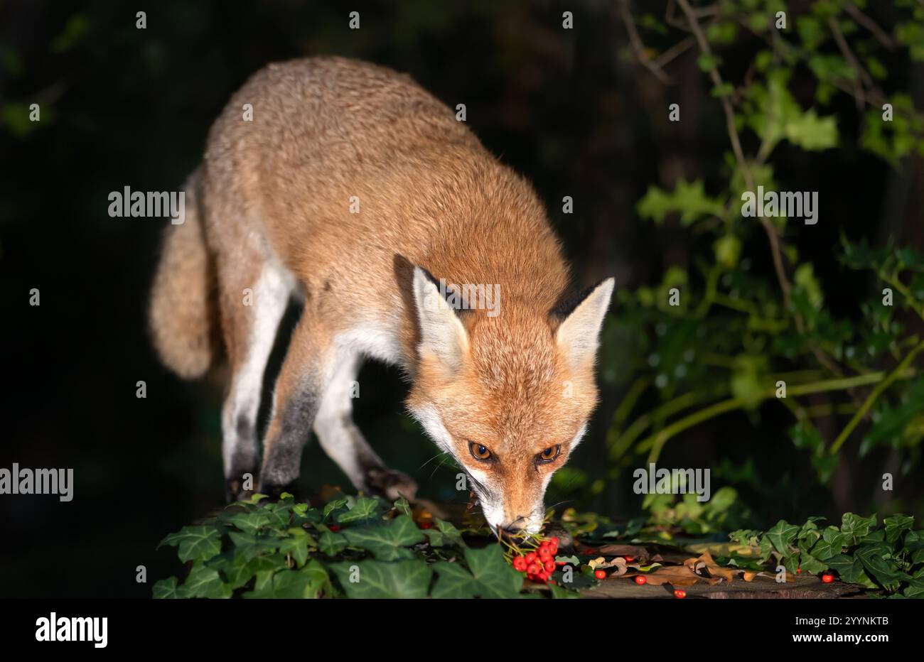 Portrait of a red fox eating rowan berries on a tree stump in a forest ...