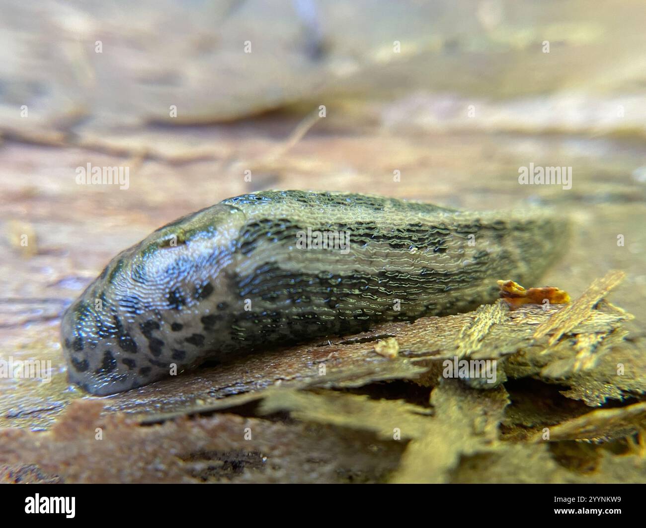 Leopard Slug (Limax maximus Stock Photo - Alamy