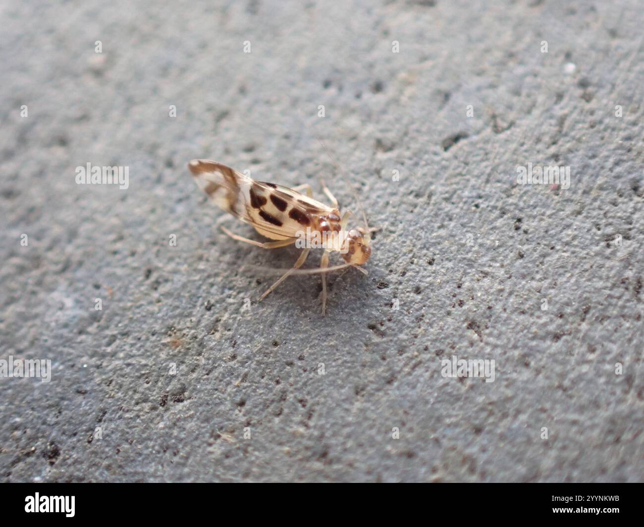 F-winged Barklouse (Graphopsocus cruciatus Stock Photo - Alamy