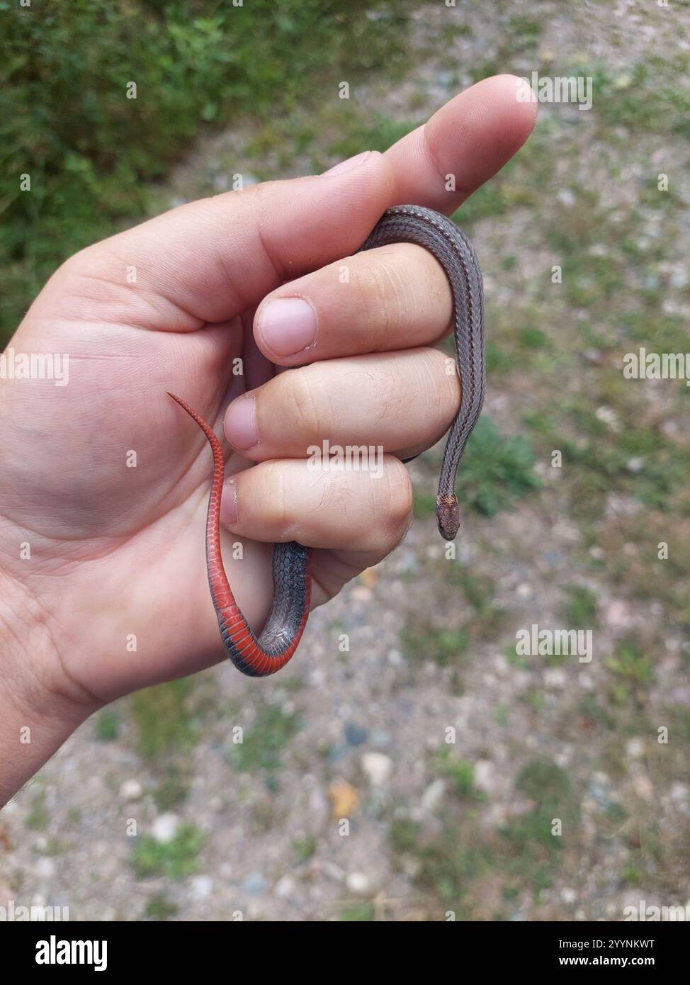 Northern Redbelly Snake (Storeria occipitomaculata occipitomaculata ...