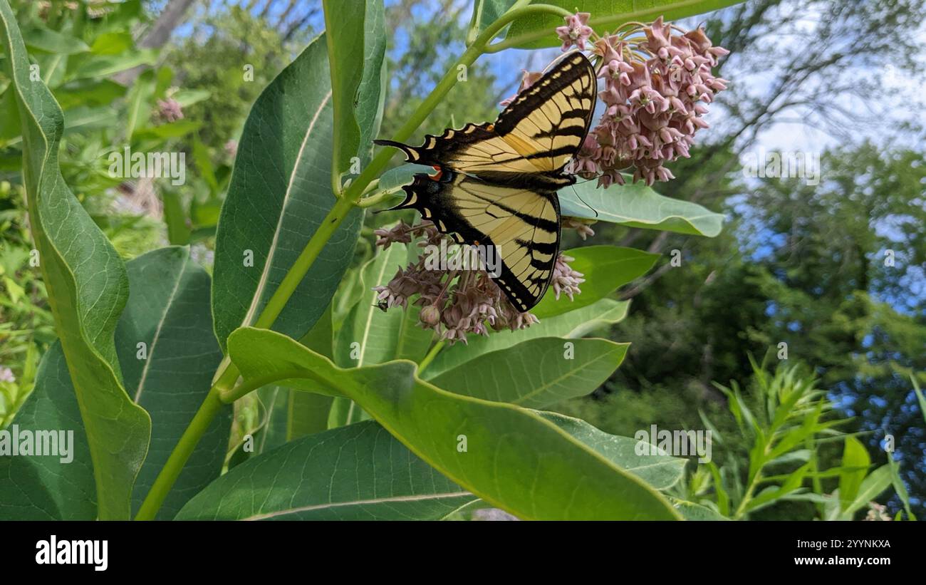 Tiger Swallowtails and Allies (Pterourus Stock Photo - Alamy