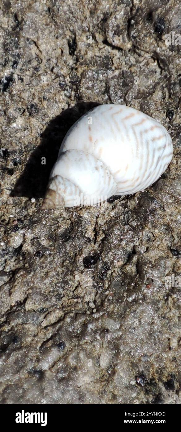 Echinolittorina hi-res stock photography and images - Alamy