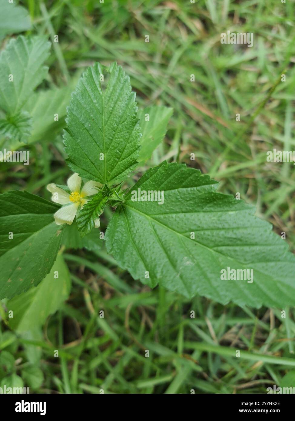 three-lobe false mallow (Malvastrum coromandelianum Stock Photo - Alamy