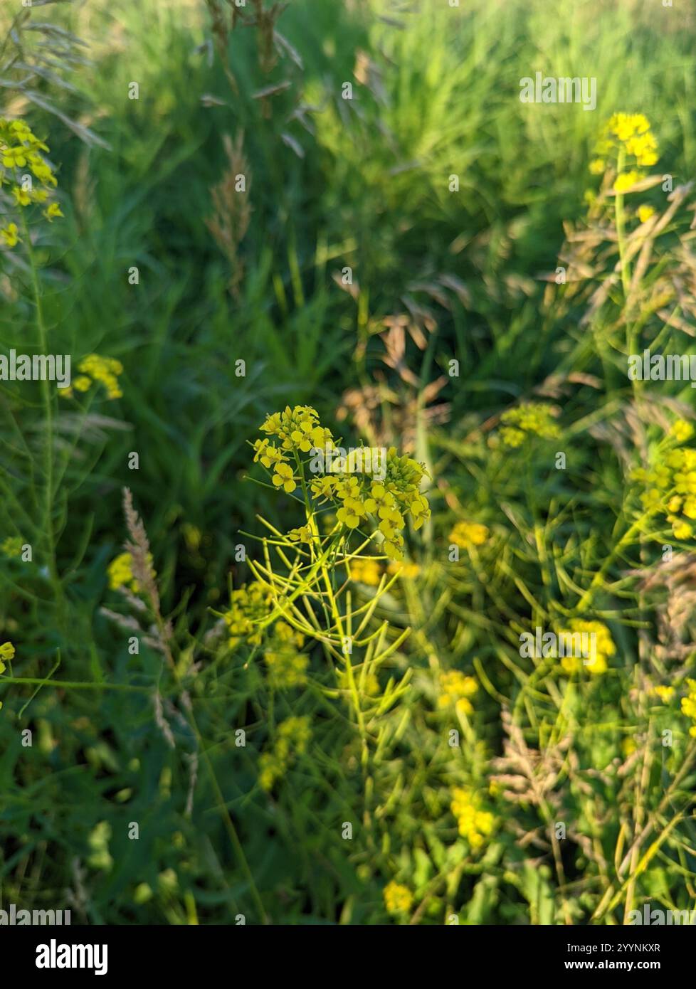 London false rocket hi-res stock photography and images - Alamy
