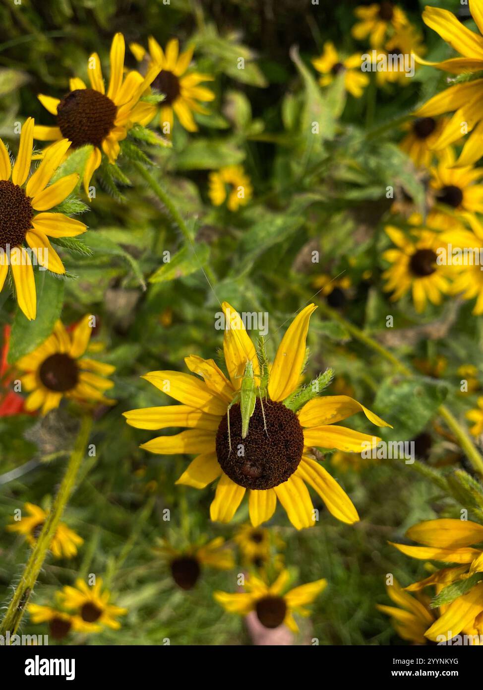 Common Tree Crickets (Oecanthus Stock Photo - Alamy
