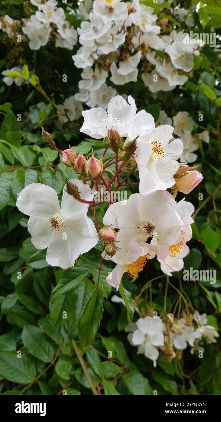 multiflora rose (Rosa multiflora Stock Photo - Alamy