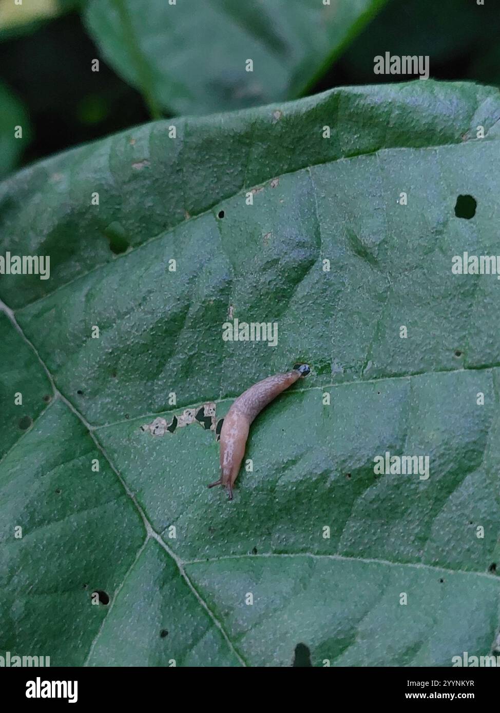 Milky Slug (Deroceras reticulatum Stock Photo - Alamy